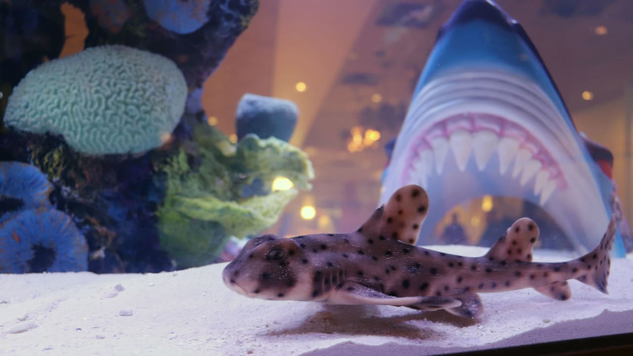 SAP Center Shark Tank to be Featured on Episode of Tanked | San Jose Sharks