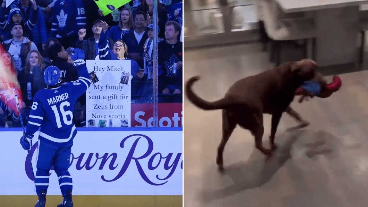 Marner's dog Zeus gets new toy from Maple Leafs fan | NHL.com