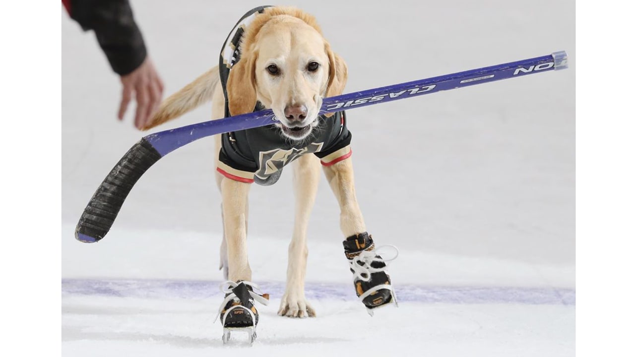 Skating dog wows crowd during second intermission of Golden Knights ...