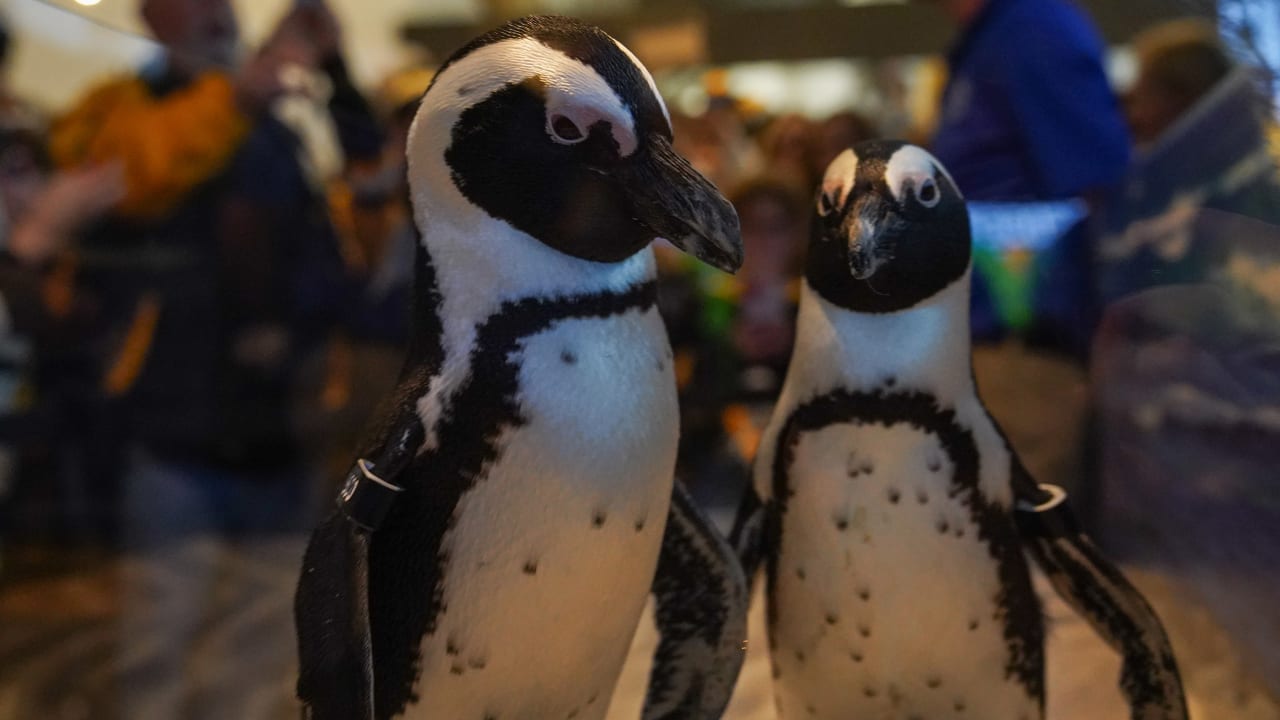 Live Penguins Steal the Show at Penguins Games | Pittsburgh Penguins