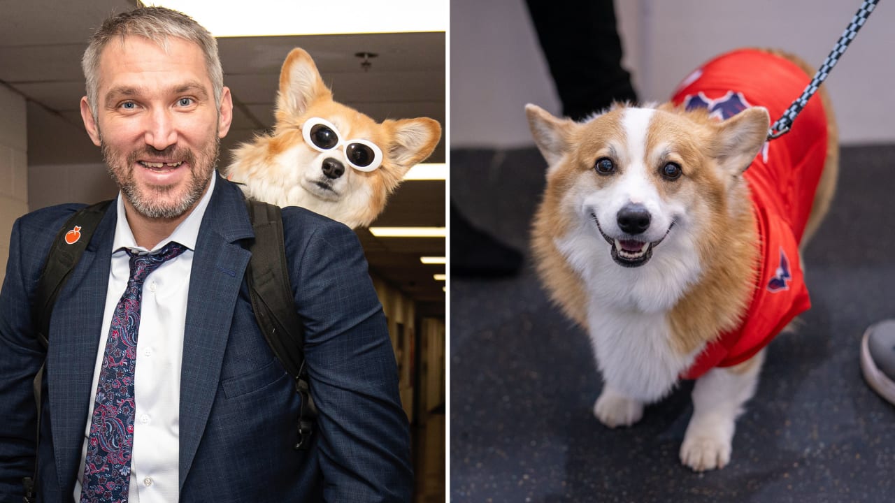 Ovechkin hangs with famous corgis Maxine, Hammy before Capitals Canines ...