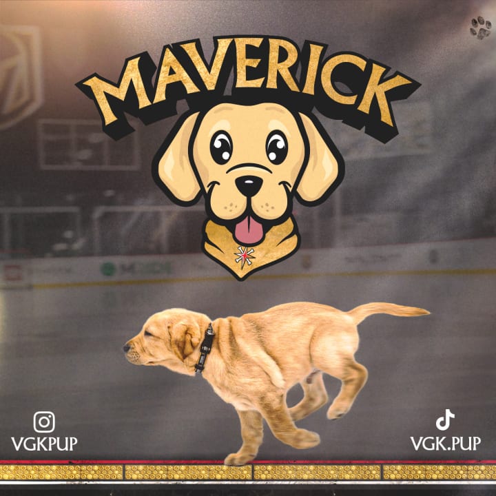 Official Vegas Golden Knights Website | Vegas Golden Knights